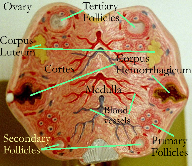 Ovary Model